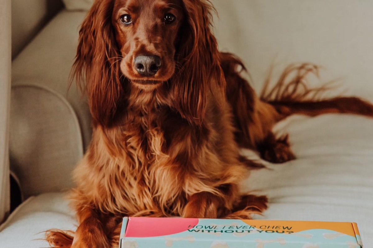 Are Bones Easily Digested By A Irish Setter